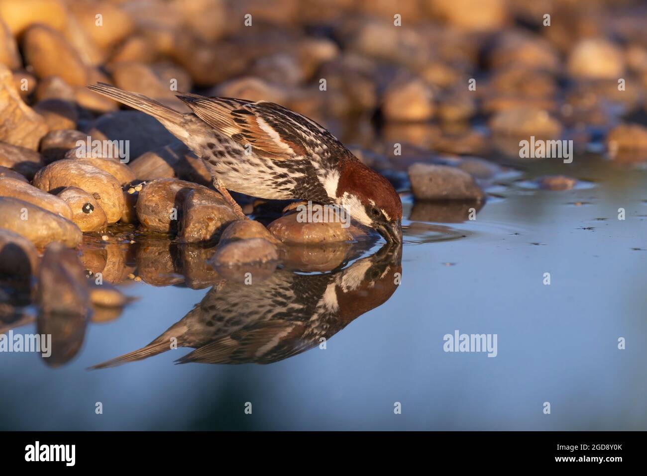 Humedales de la mancha hi-res stock photography and images - Alamy