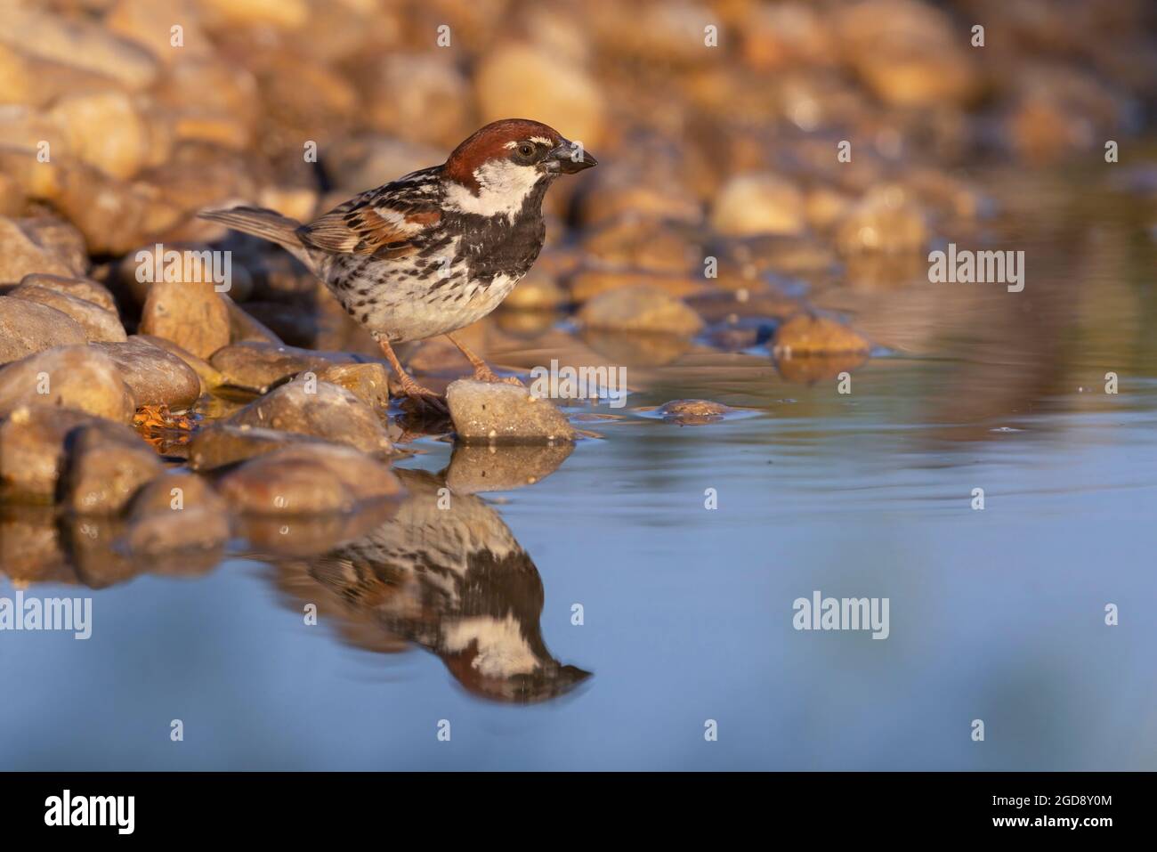 Spanish sparrow, Humedales de la Mancha, Spain, Jume 2021 Stock Photo ...