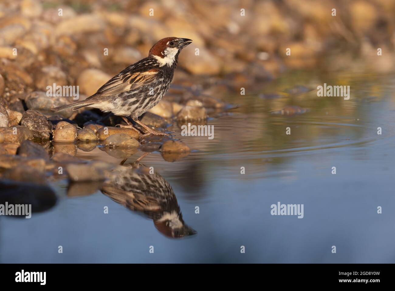 Spanish sparrow, Humedales de la Mancha, Spain, Jume 2021 Stock Photo ...