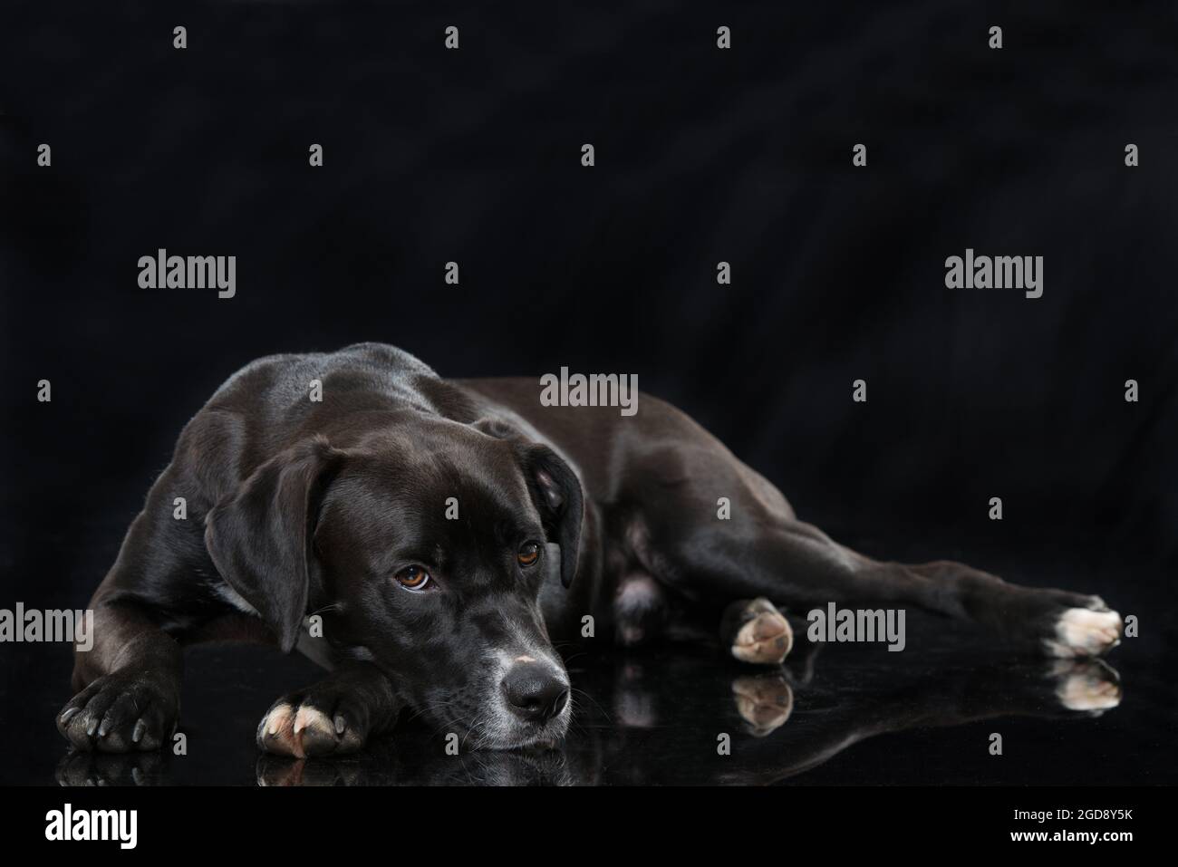 Black dog on black background Stock Photo - Alamy