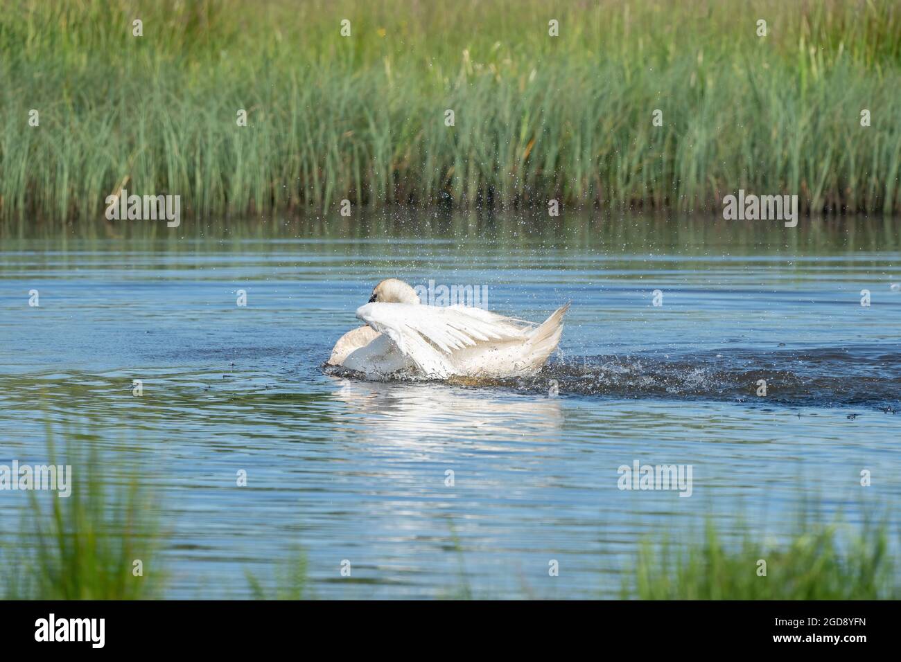 White swan washes with much splashing in the lake. Grass in the ...