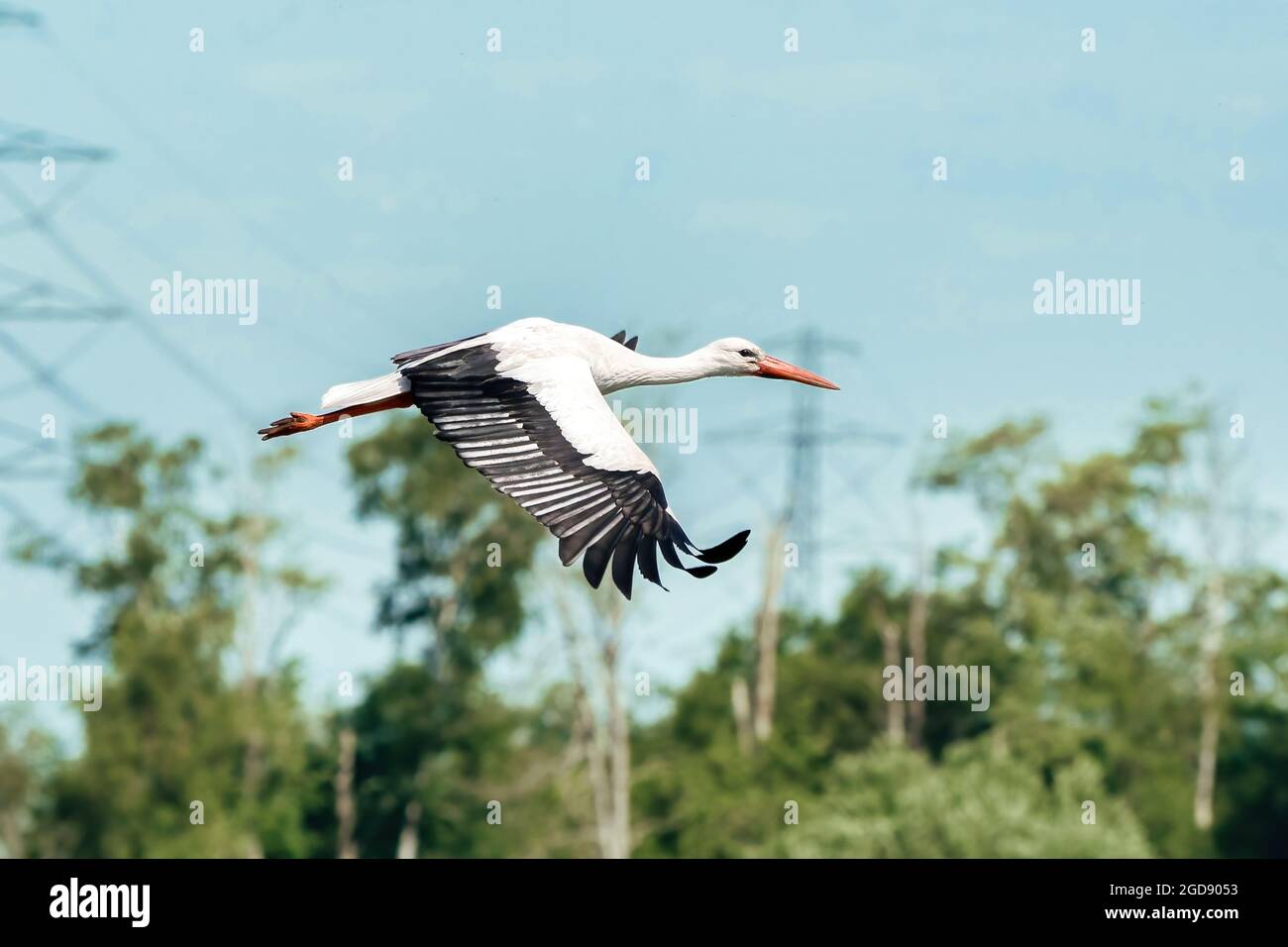 White stork flying above the treetops. With large spread wings, against ...
