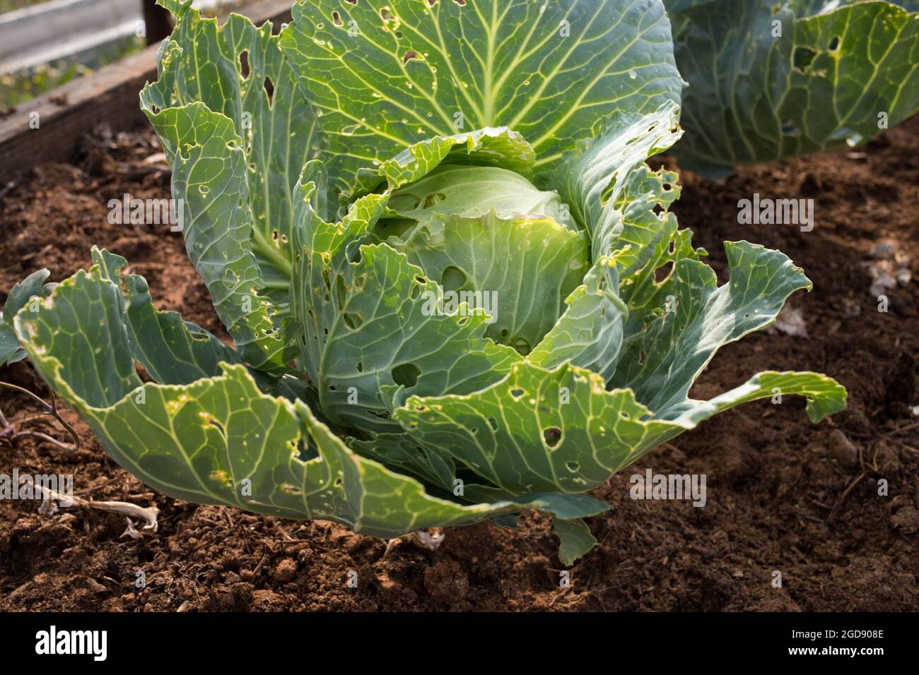 cabbage damaged or eaten by parasites, pests in the garden concept ...
