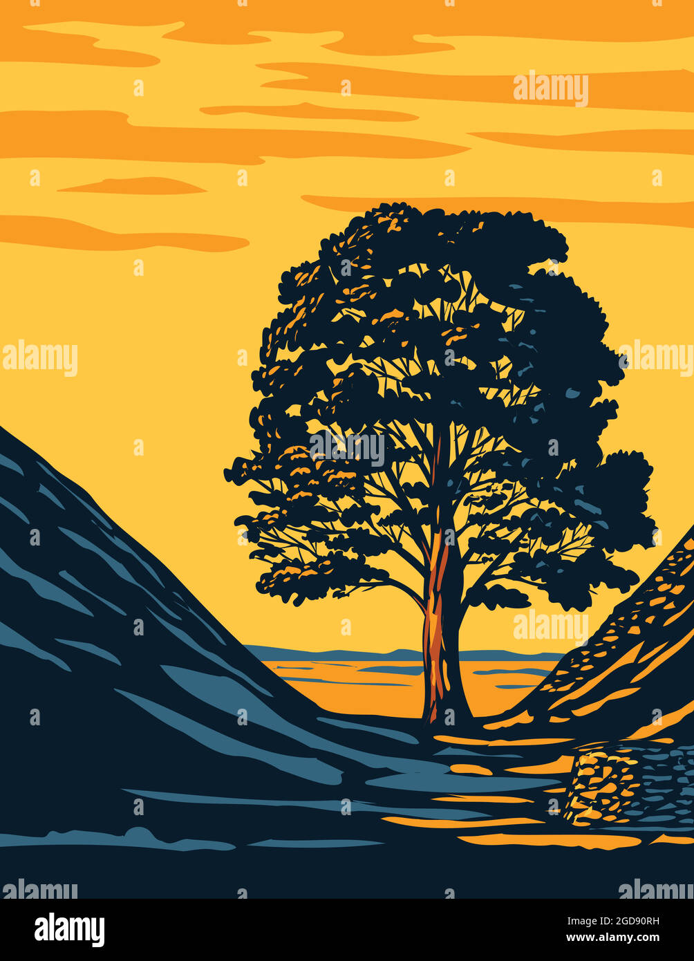 Sycamore tree hadrians wall Stock Vector Images - Alamy