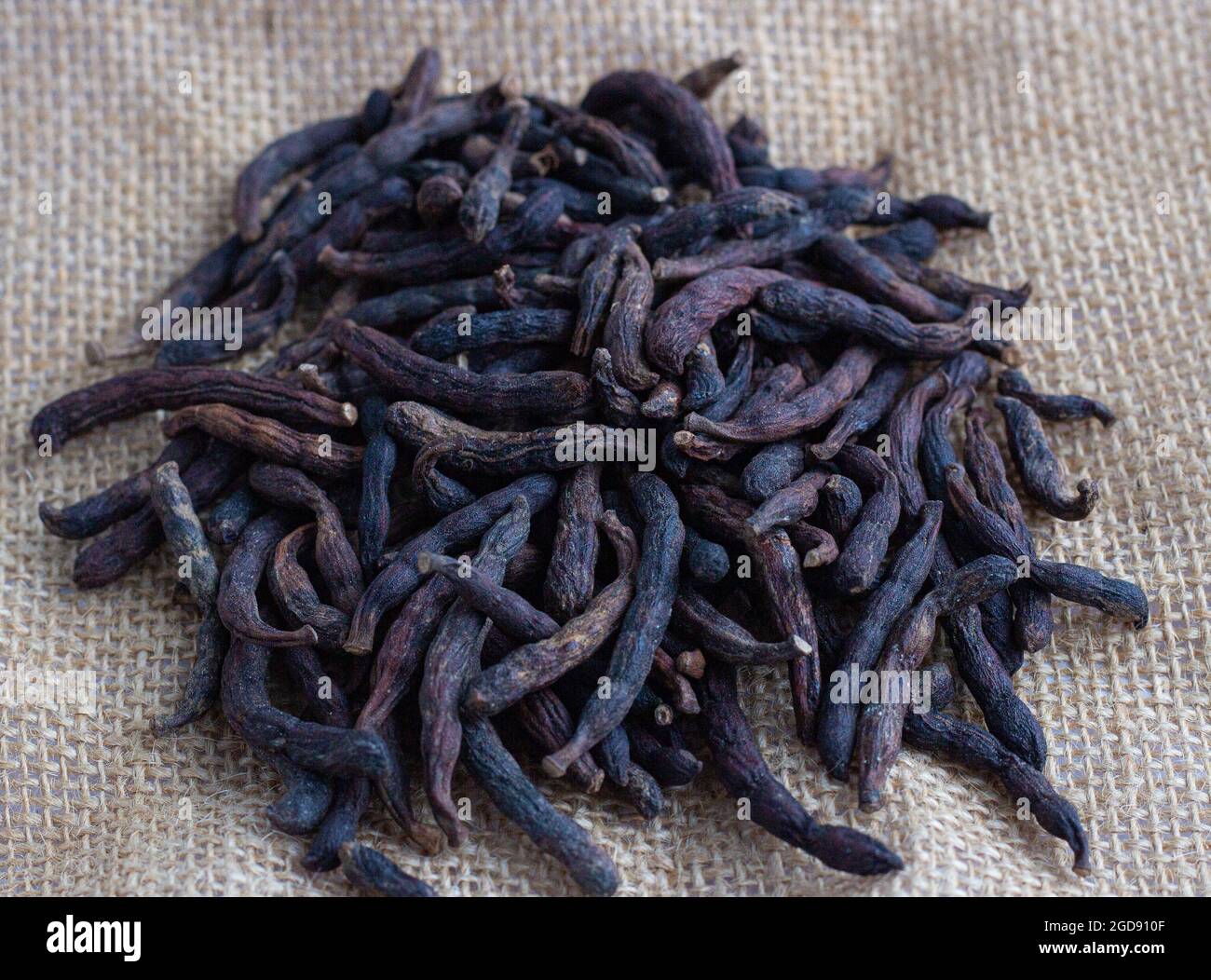Grains of selim, also called negro pepper, which is used as a spice in ...