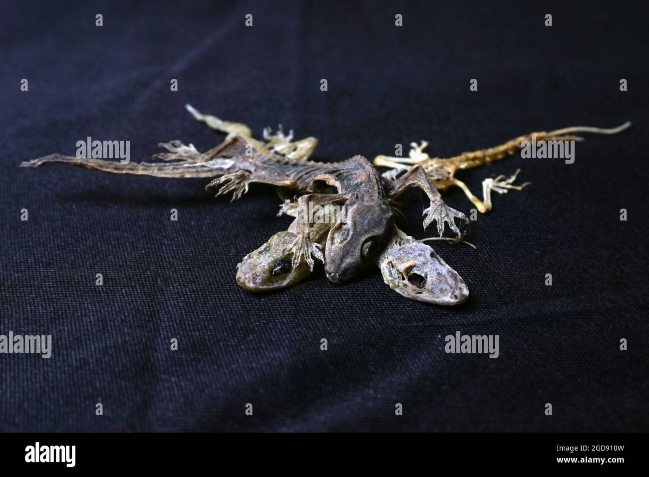 Dried Lizards carcass fossil, bone, skin, skeleton details Stock Photo ...