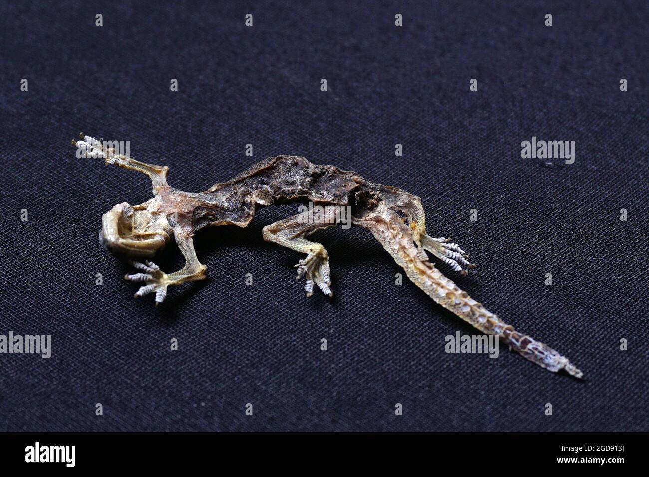 Dried Lizard carcass fossil, bone, skin, skeleton details Stock Photo ...