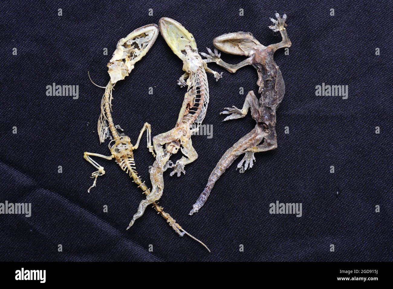 Dried Lizards carcass fossil, bone, skin, skeleton details Stock Photo ...