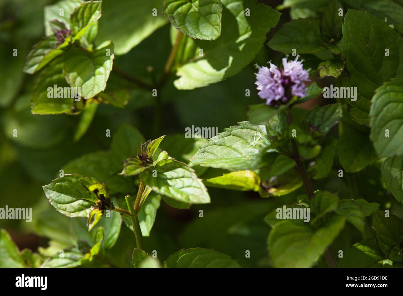 Close-up of Orange Mint / Mentha piperita citrata growing in a ...