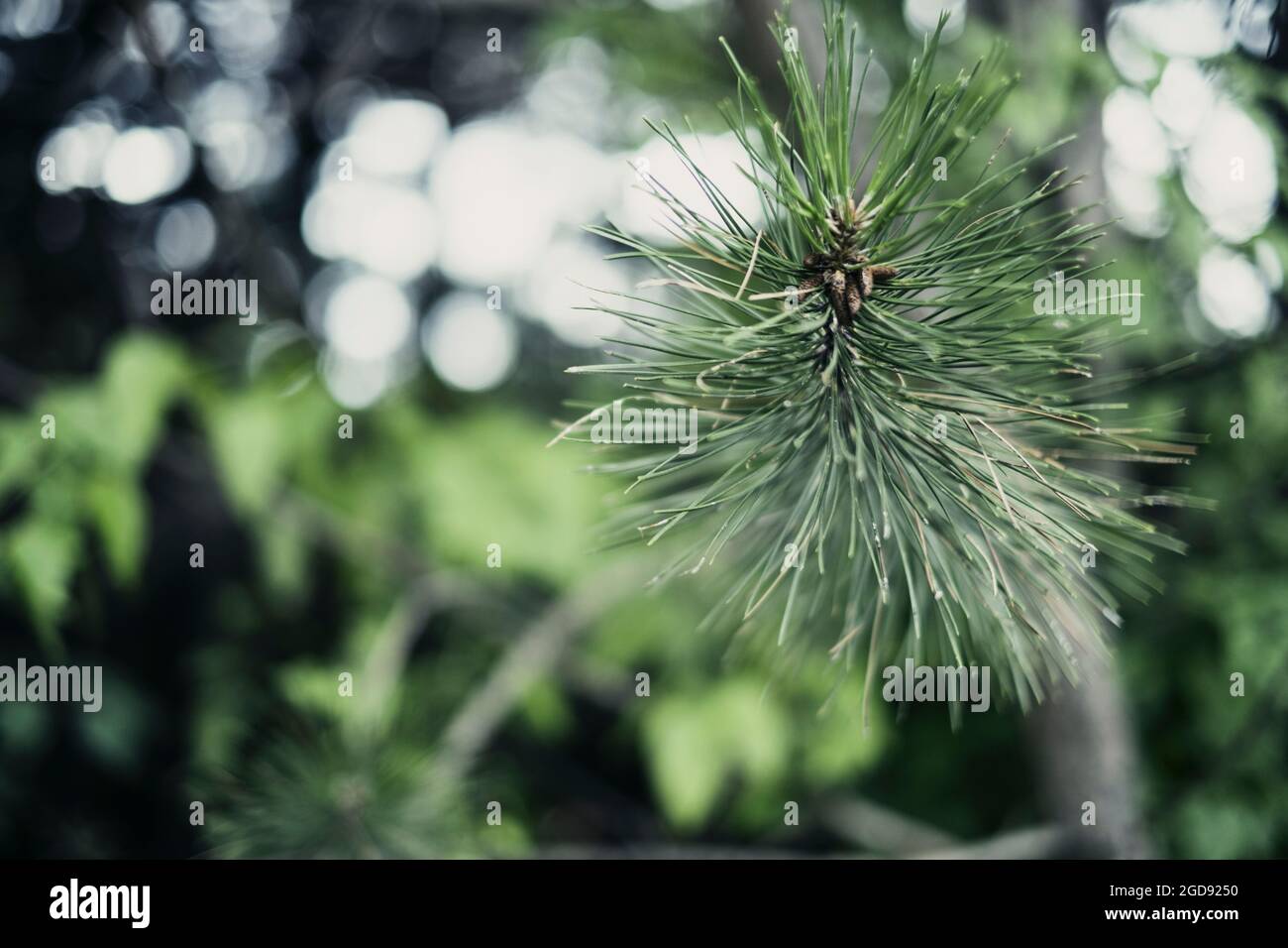 Pine leaf close up with natural defocused trees forest background ...