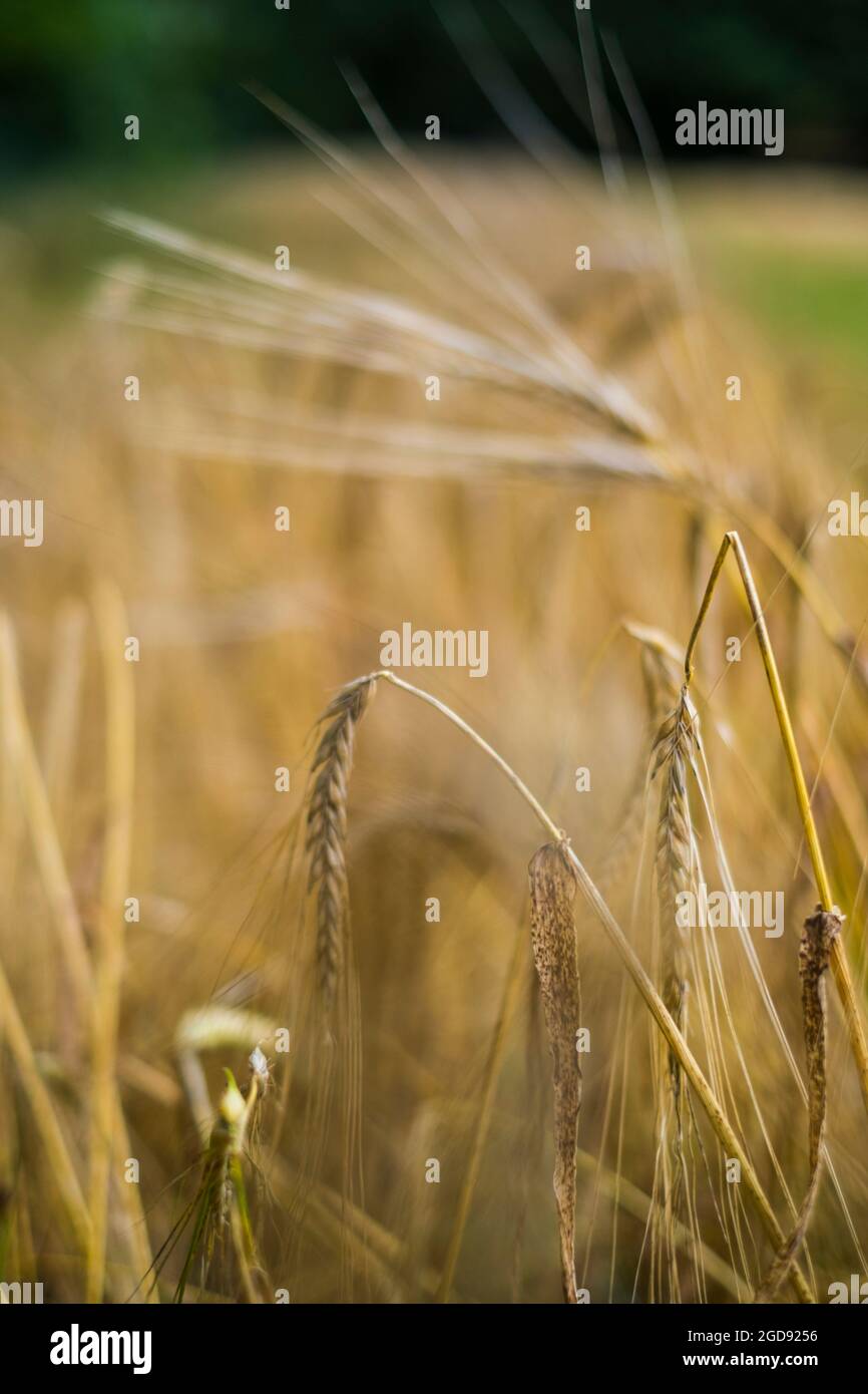 Close up of yellow grain raw food natural biological field and plants ...