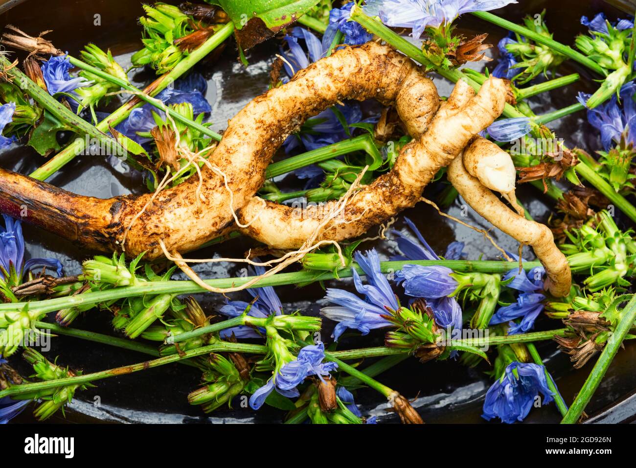 Chicory root and chicory flowers.Wild plant in alternative medicine ...