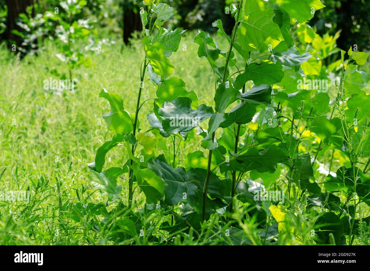 Young poplar branches with green leaves. New thin tree branches among ...
