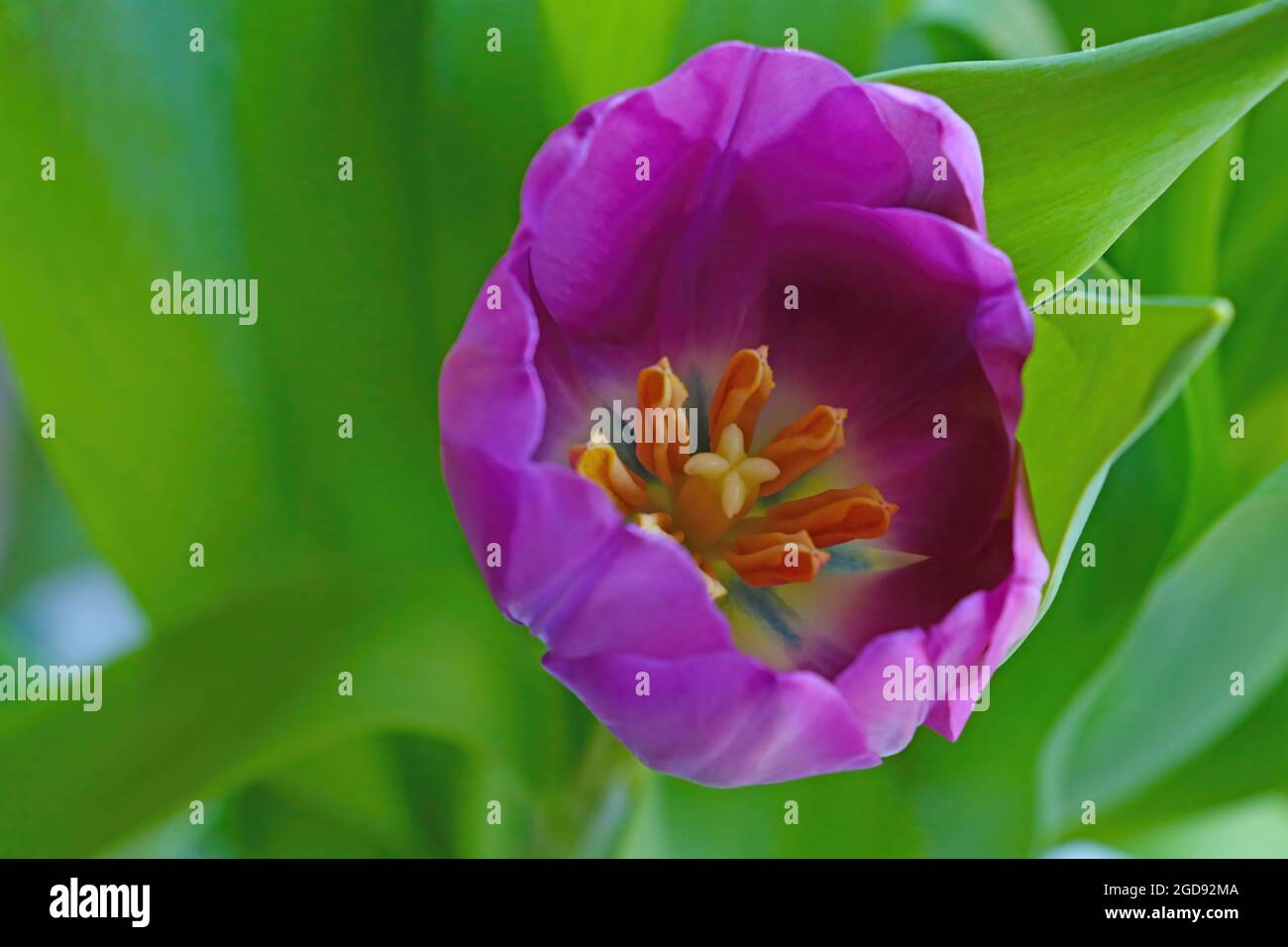 Top view tulip hi-res stock photography and images - Alamy