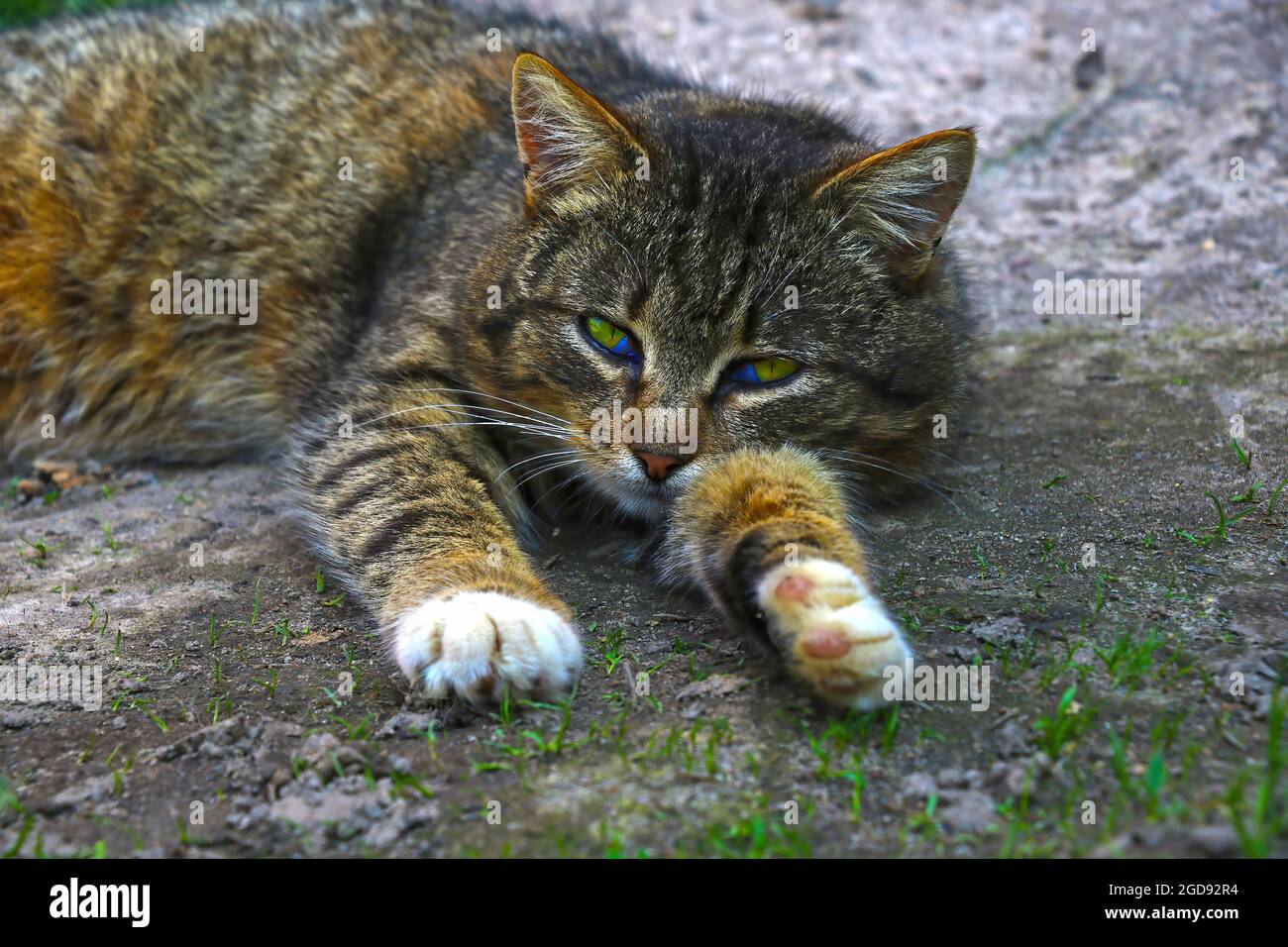 Black Tabby Cat Stretching High Resolution Stock Photography and Images ...
