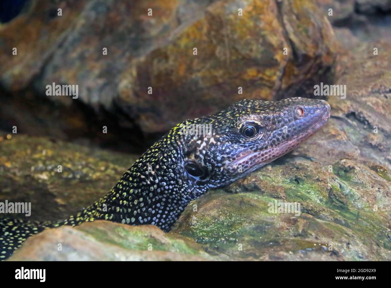 Ugly lizard hi-res stock photography and images - Alamy
