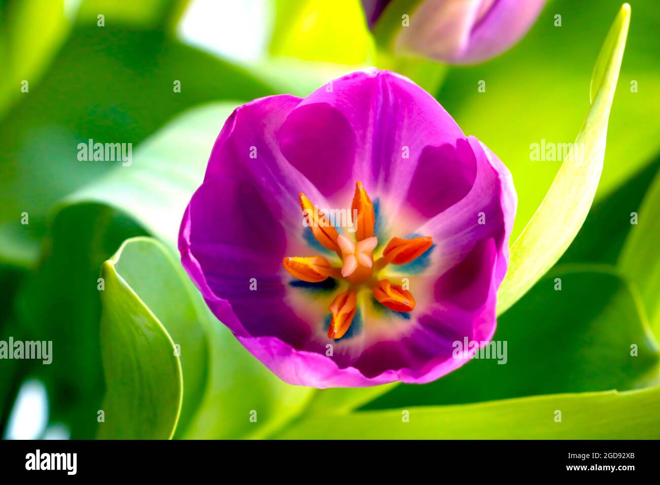 Tulip top garden hi-res stock photography and images - Alamy