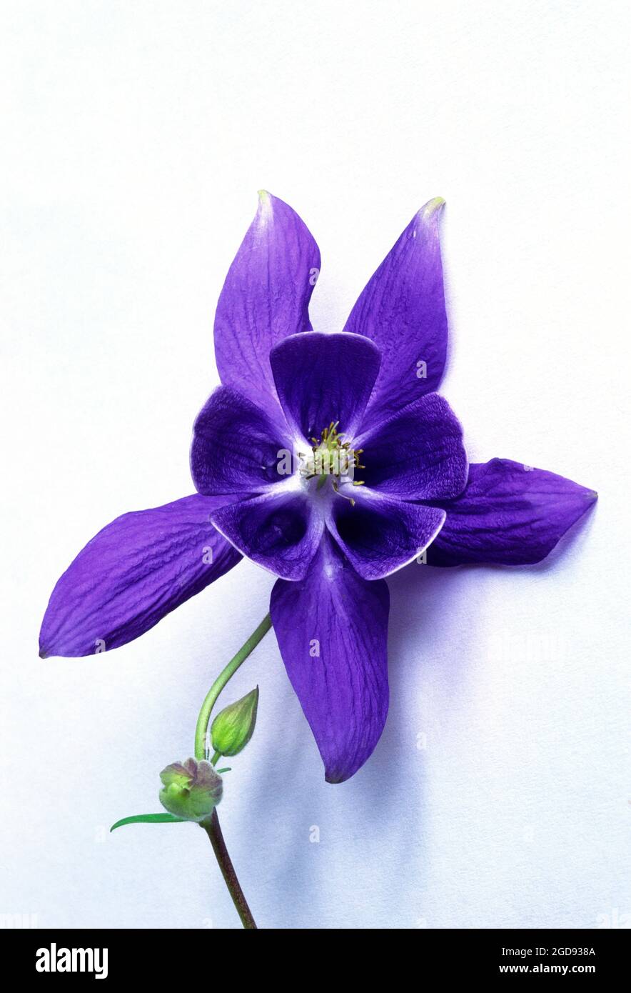 FRANCE, HAUTE-SAVOIE (74) ALPINE COLUMBINE FLOWER OR AQUIEGIA ALPINA ...