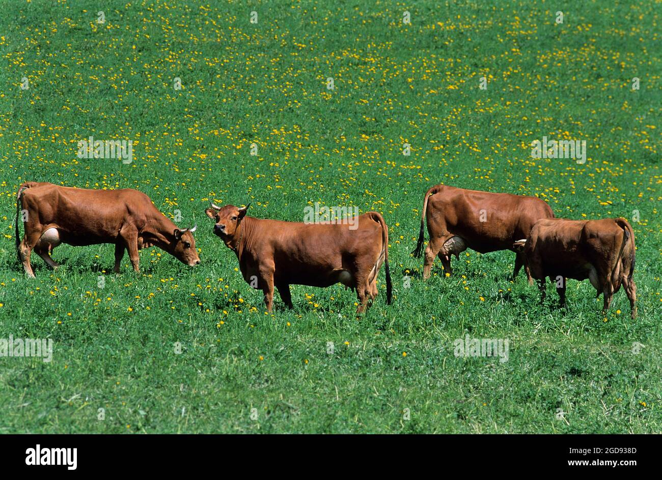 Tarine cows hi-res stock photography and images - Alamy