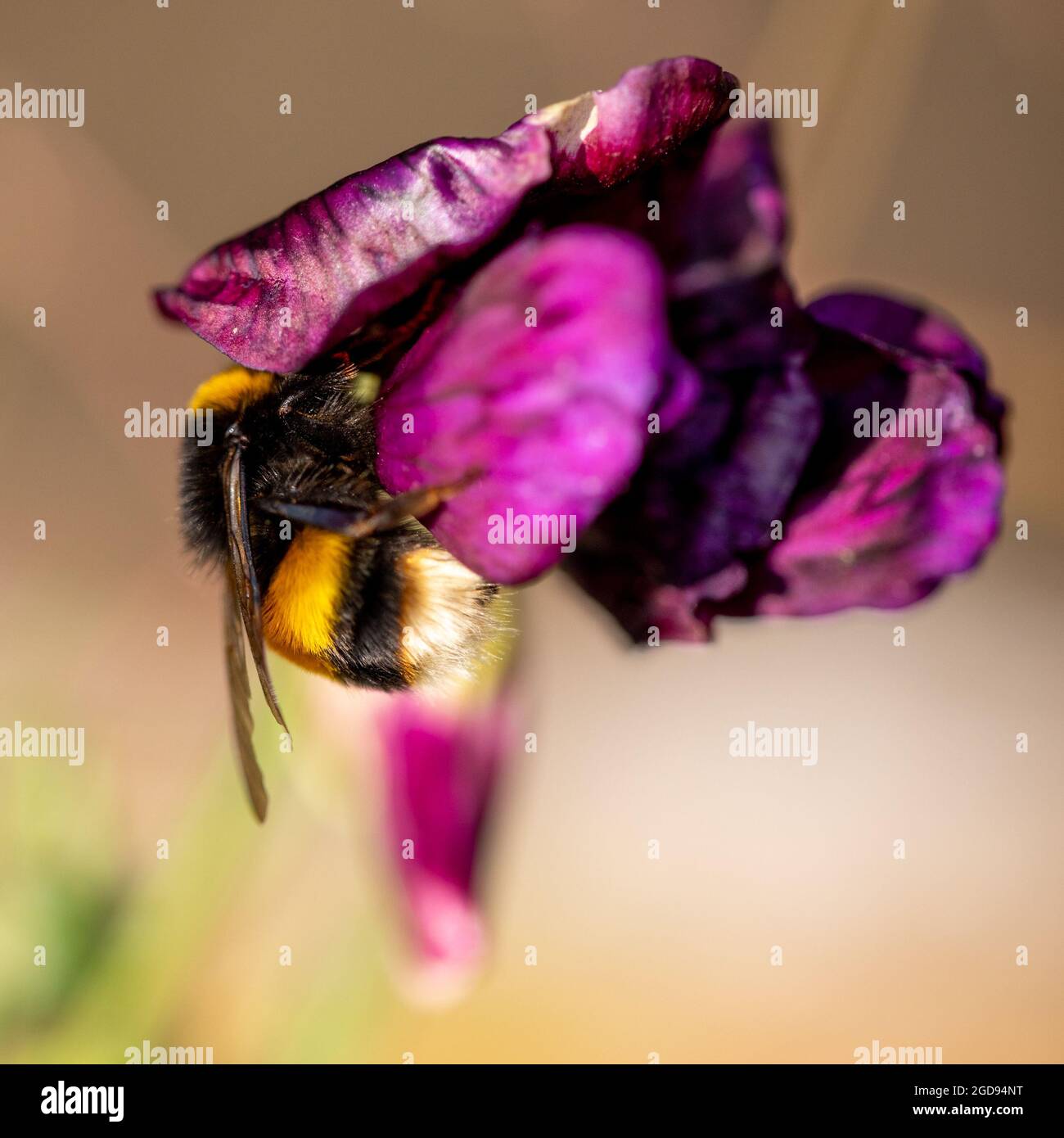 English pea flower bee hi-res stock photography and images - Alamy