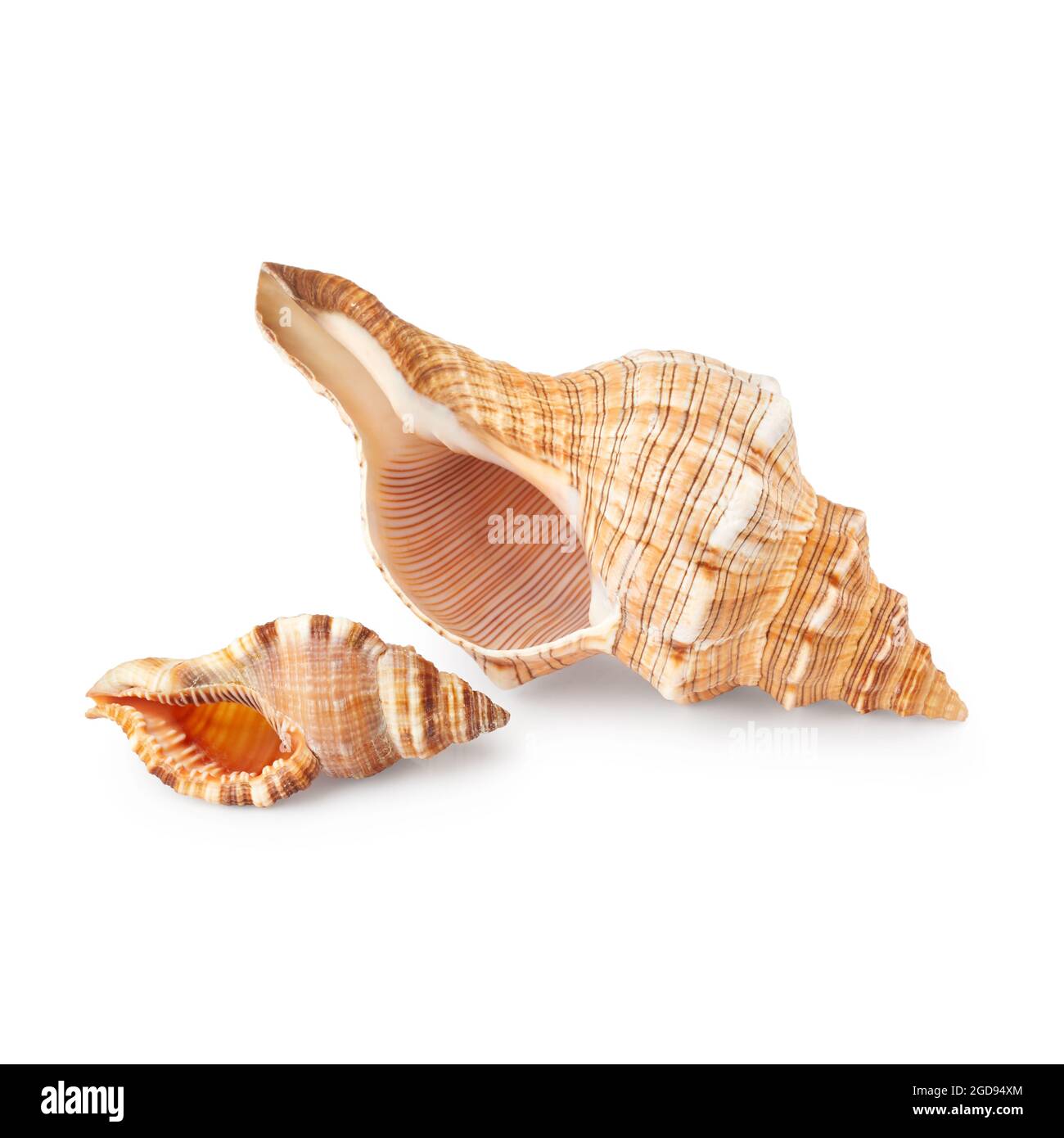 Seashells isolated on white background Stock Photo - Alamy