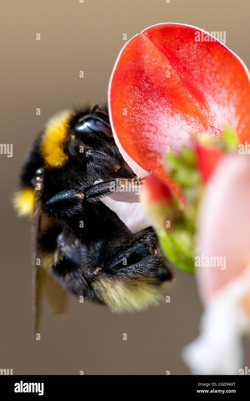 Buff-tailed Bumble Bee queen (Bombus terrestris Stock Photo - Alamy
