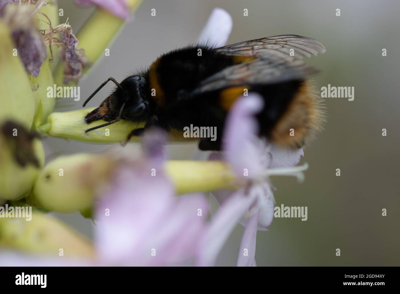 Bombo terrestre hi-res stock photography and images - Alamy