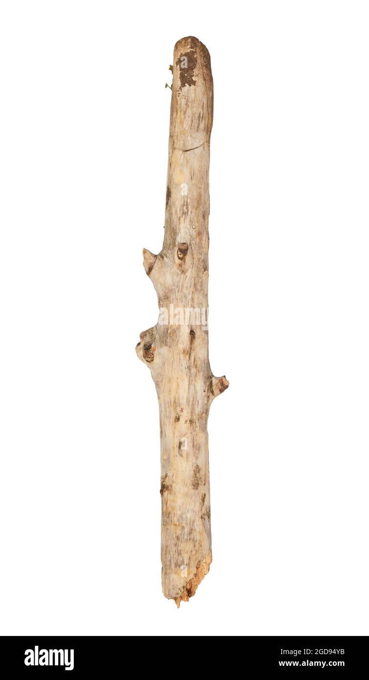Tree stick isolated on white background Stock Photo - Alamy