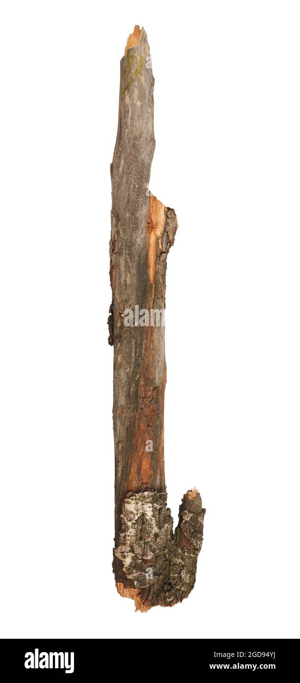 Tree stick isolated on white background Stock Photo - Alamy