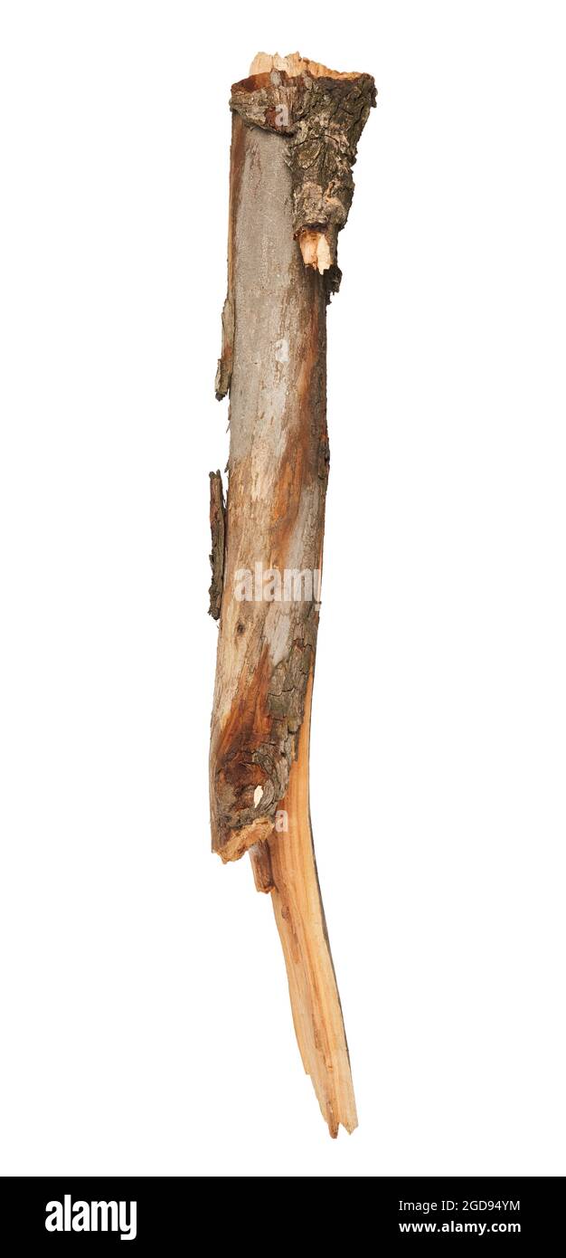 Broken tree branch isolated on white background Stock Photo - Alamy