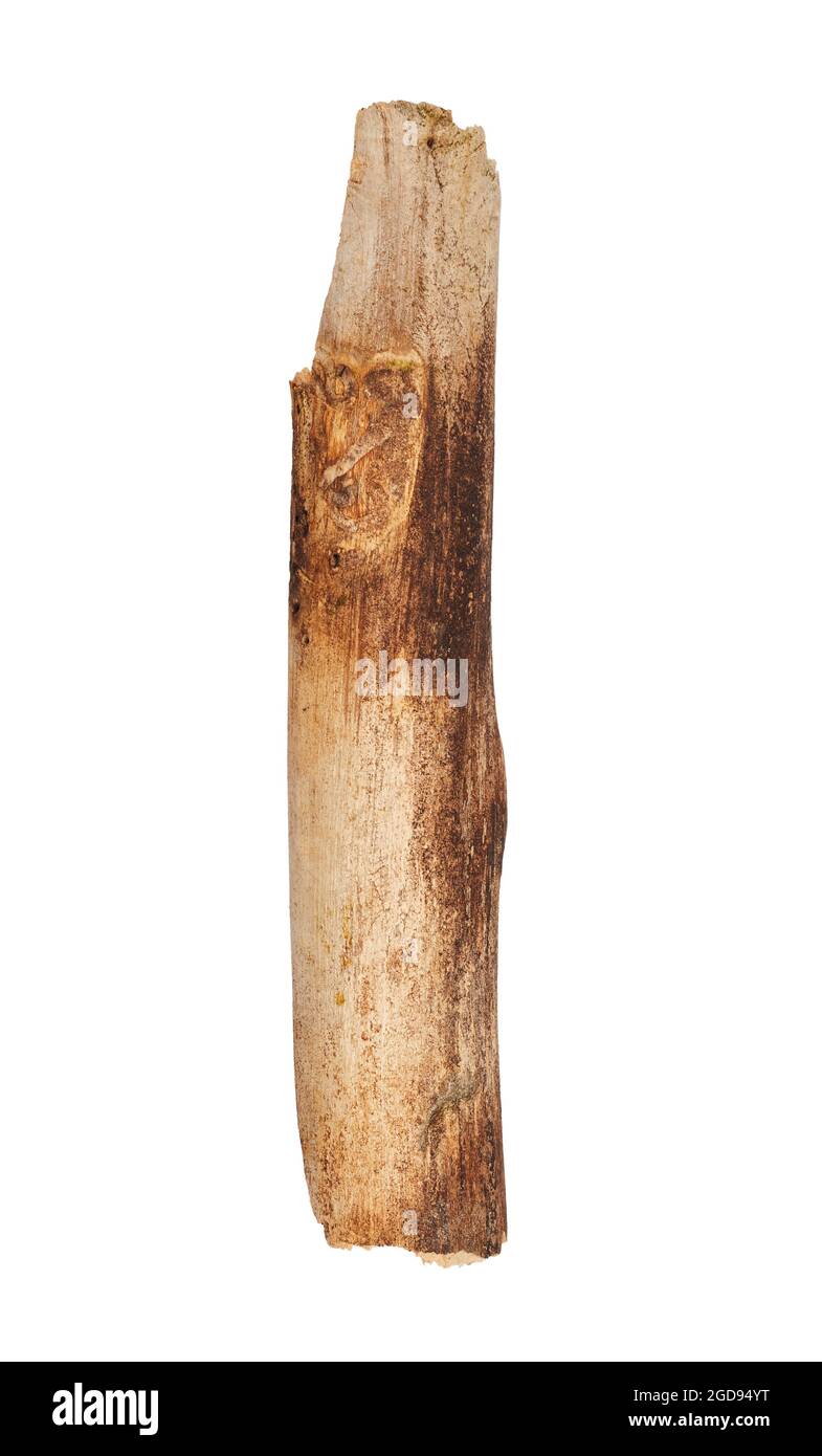 Part of tree branch isolated on white background Stock Photo - Alamy