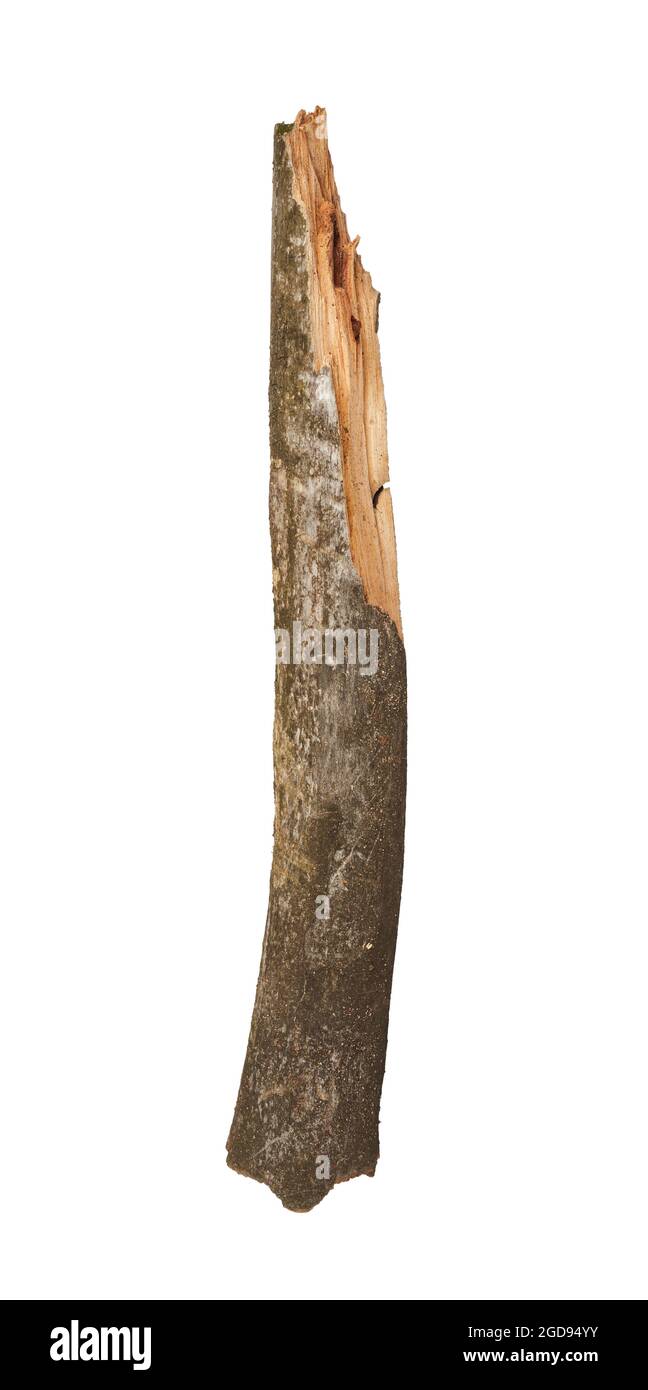 Broken tree stick hi-res stock photography and images - Alamy