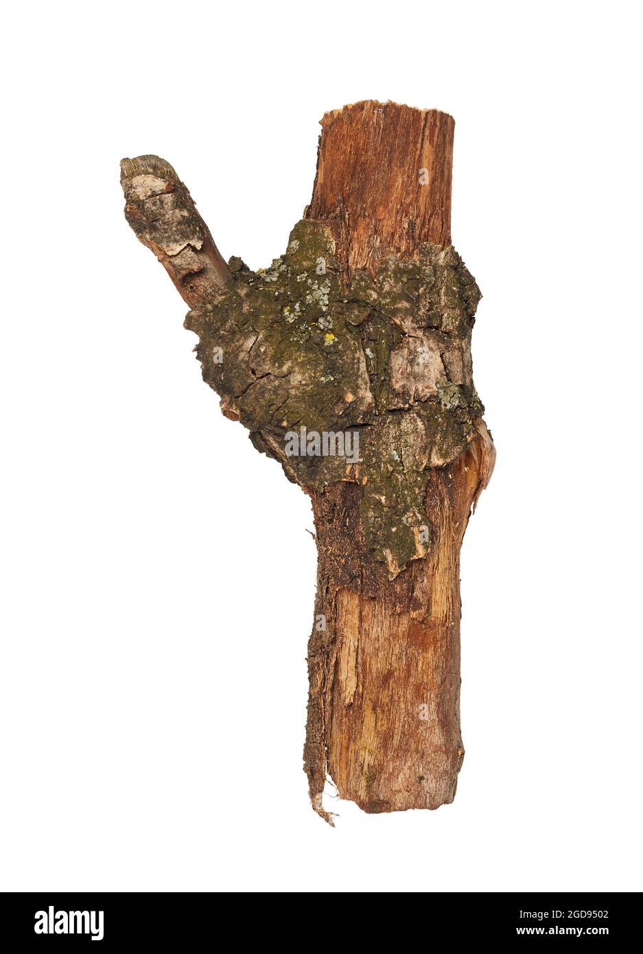 Broken tree branch isolated on white background Stock Photo - Alamy