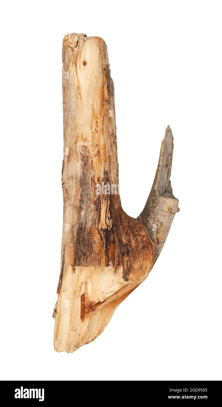 Broken tree branch isolated on white background Stock Photo - Alamy