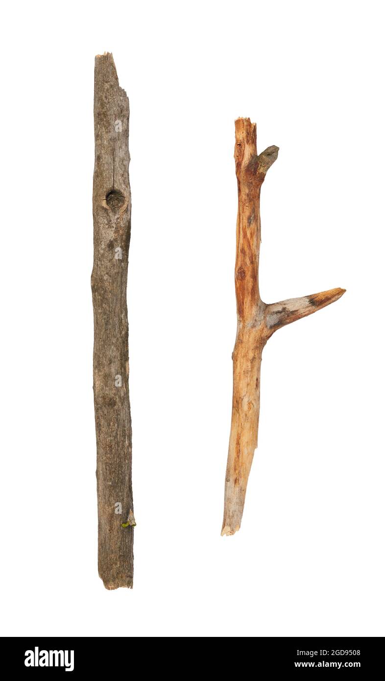 Tree branches isolated on white background Stock Photo - Alamy