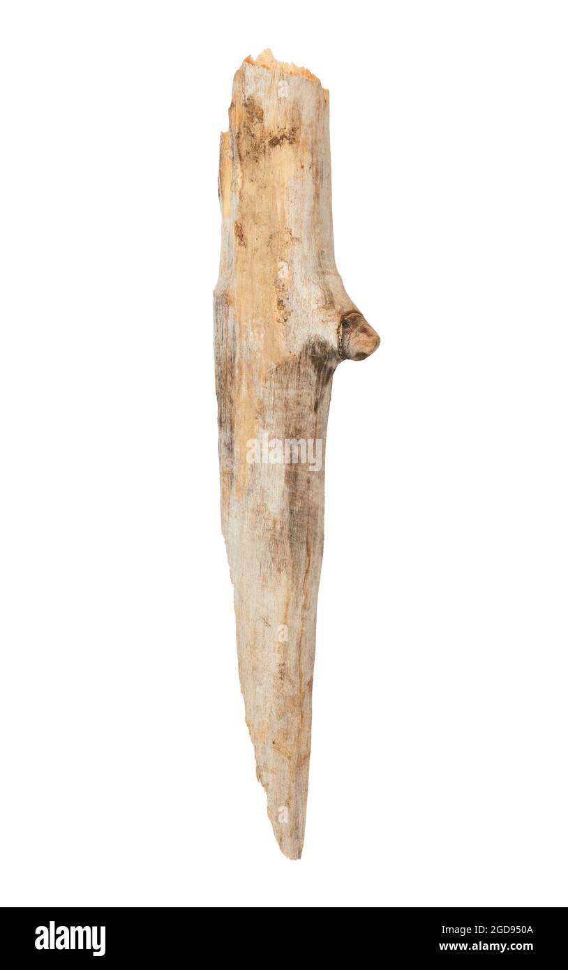 Tree stick isolated on white background Stock Photo - Alamy
