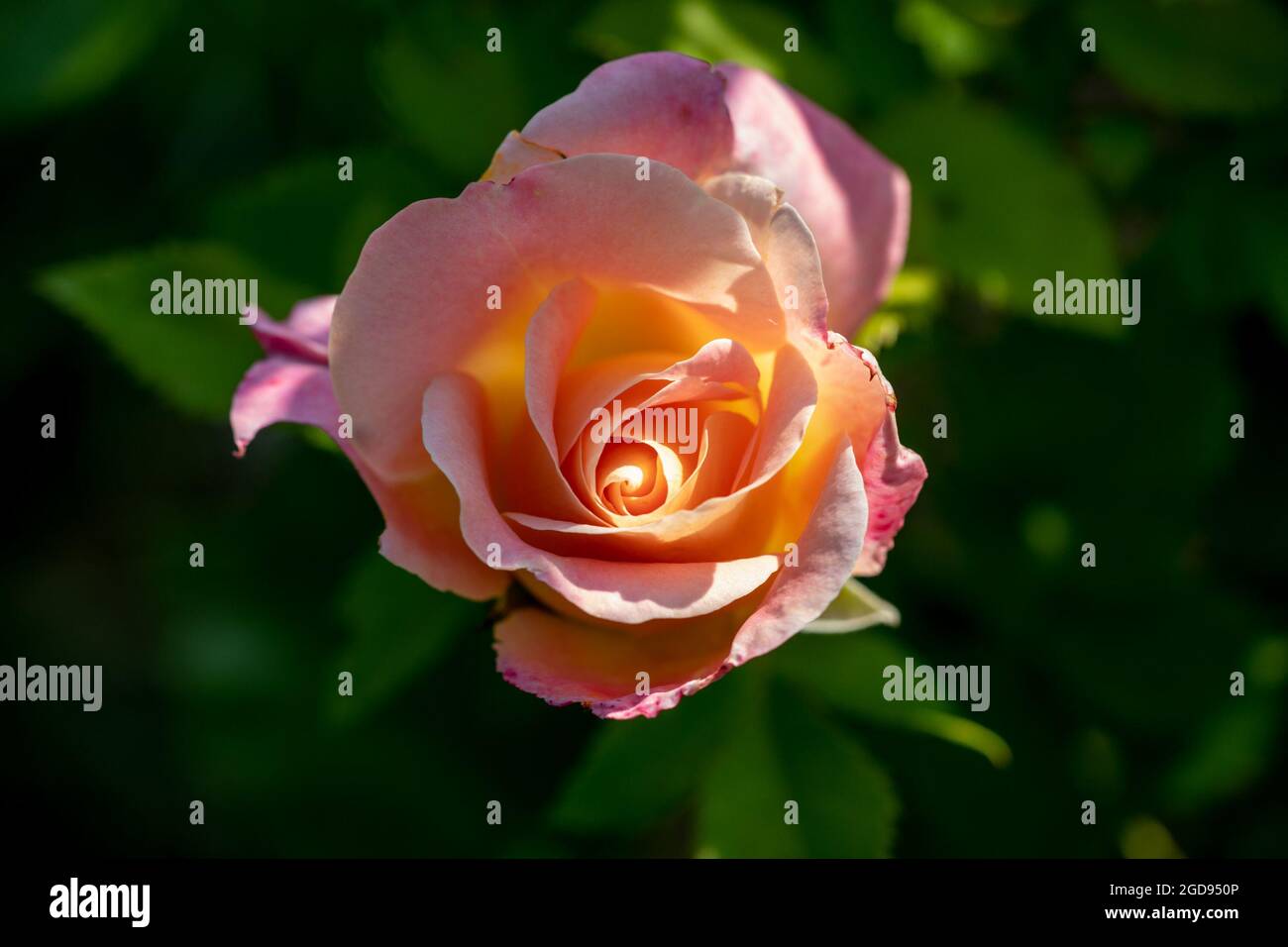 Hybrid tea rose, variety Inspiration in bloom in an English garden ...