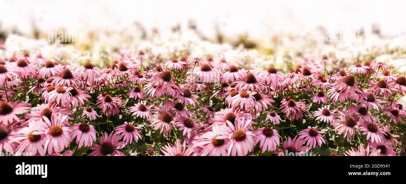 field of blooming red coneflowers, echinacea purpurea Stock Photo - Alamy