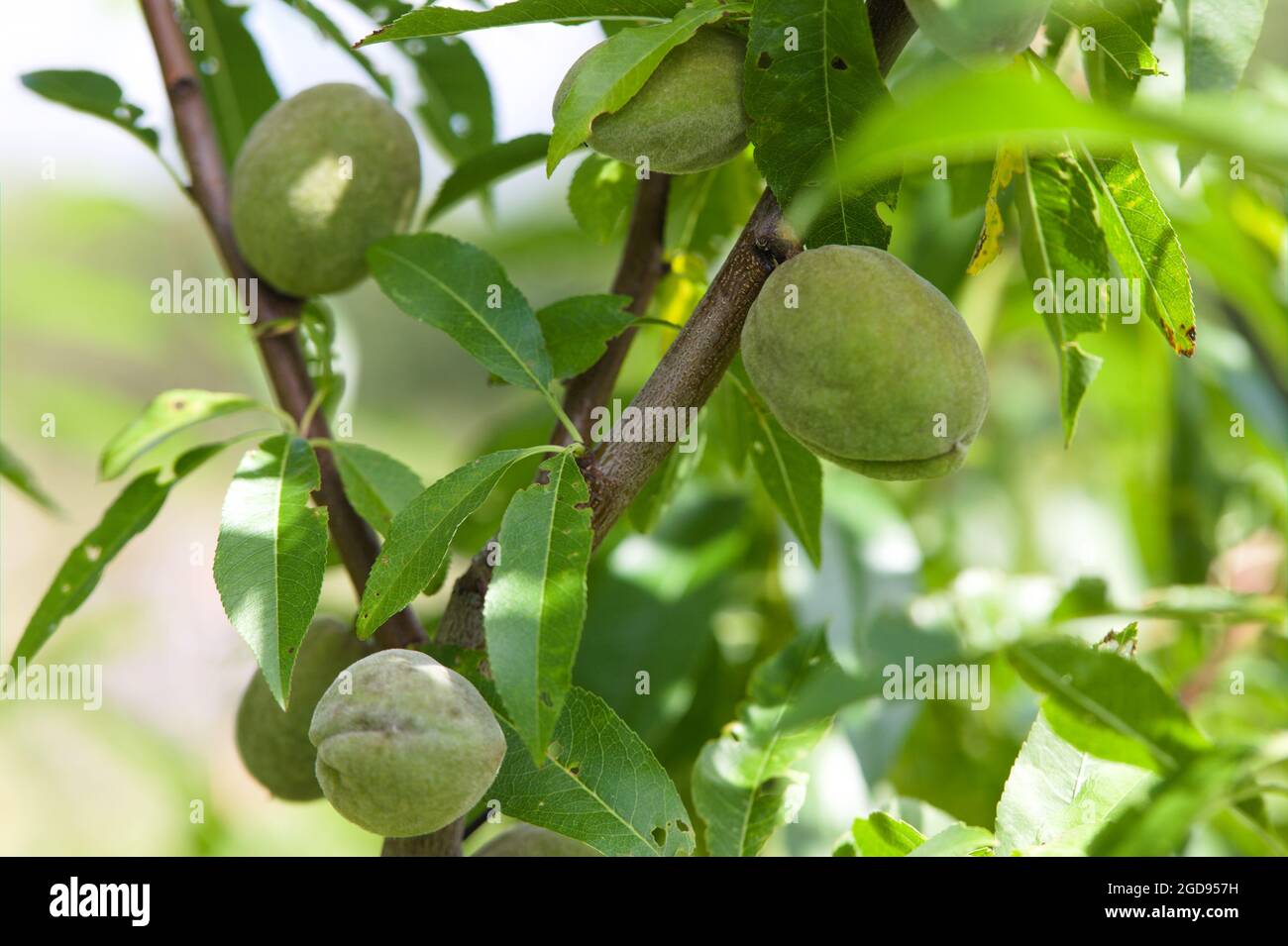 Prunus amygdaloperdica hi-res stock photography and images - Alamy
