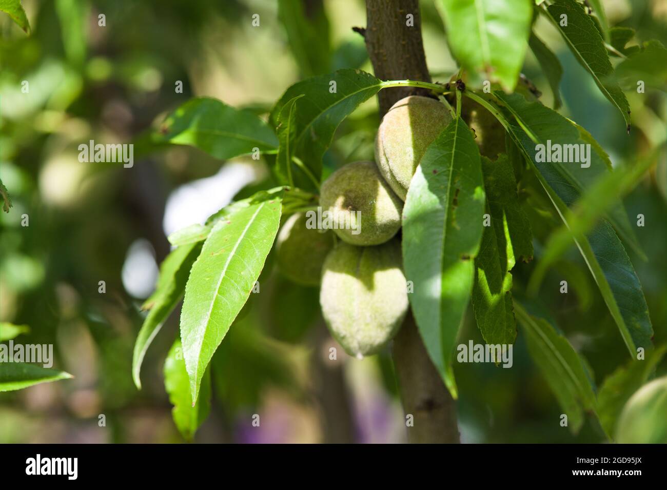 Sweet Almond Tree / Prunus x persicoides 'Robijn' / variety bearing ...