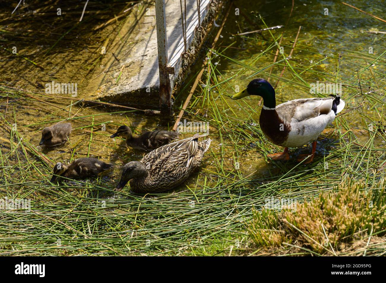 Closeup shot marsh ducks hi-res stock photography and images - Alamy