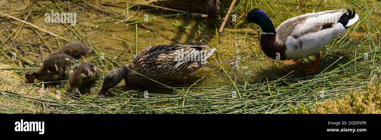 Closeup shot of marsh ducks in a lake Stock Photo - Alamy