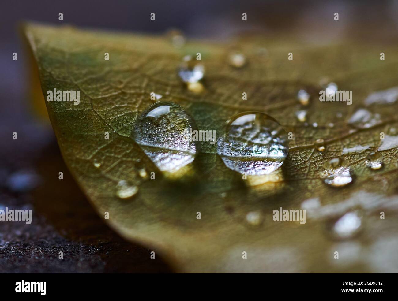 Wet plant leaf rainy season change hi-res stock photography and images ...