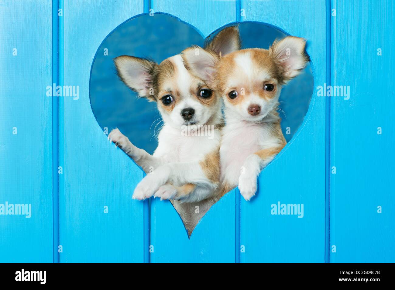 Chihuahua puppies on blue background Stock Photo - Alamy