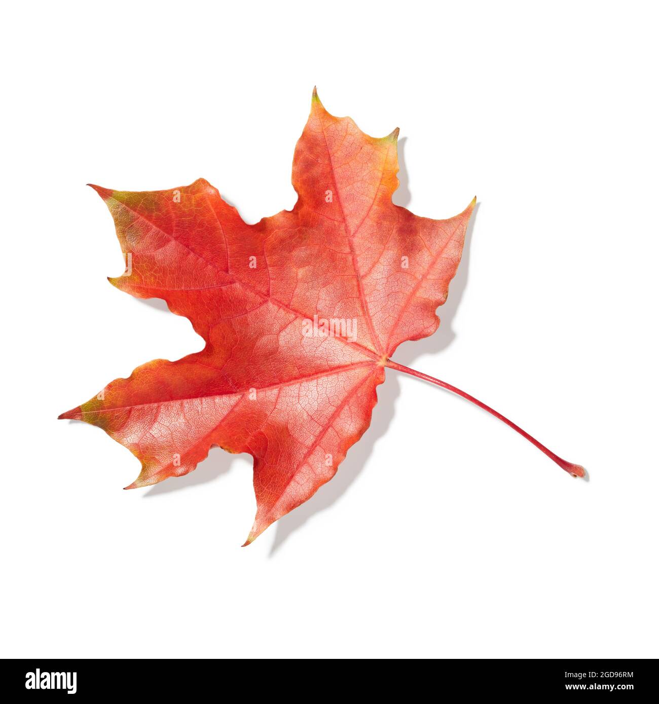 Autumn maple leaf isolated on white background Stock Photo - Alamy