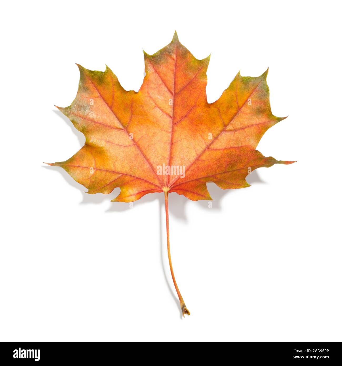 Autumn leaf isolated on white background Stock Photo - Alamy