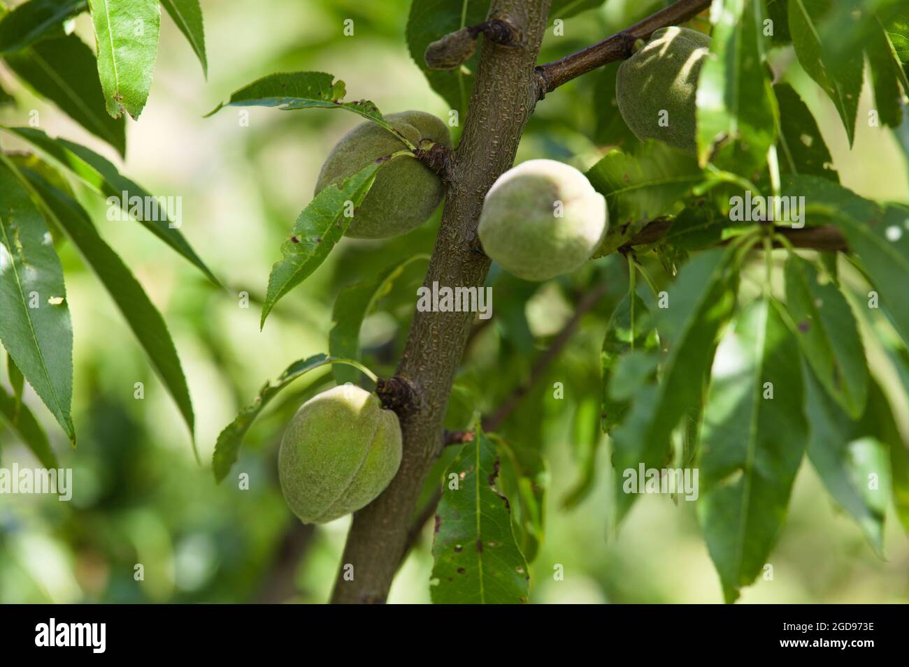 Sweet Almond Tree / Prunus x persicoides 'Robijn' / variety bearing ...