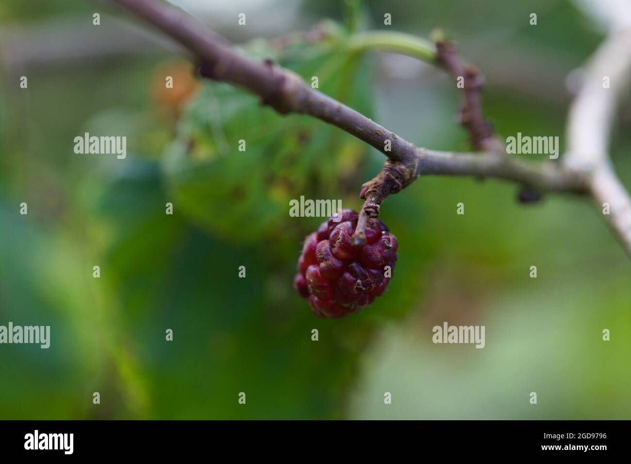 Black Mulberry / Morus nigra fruit growing on a tree Stock Photo - Alamy