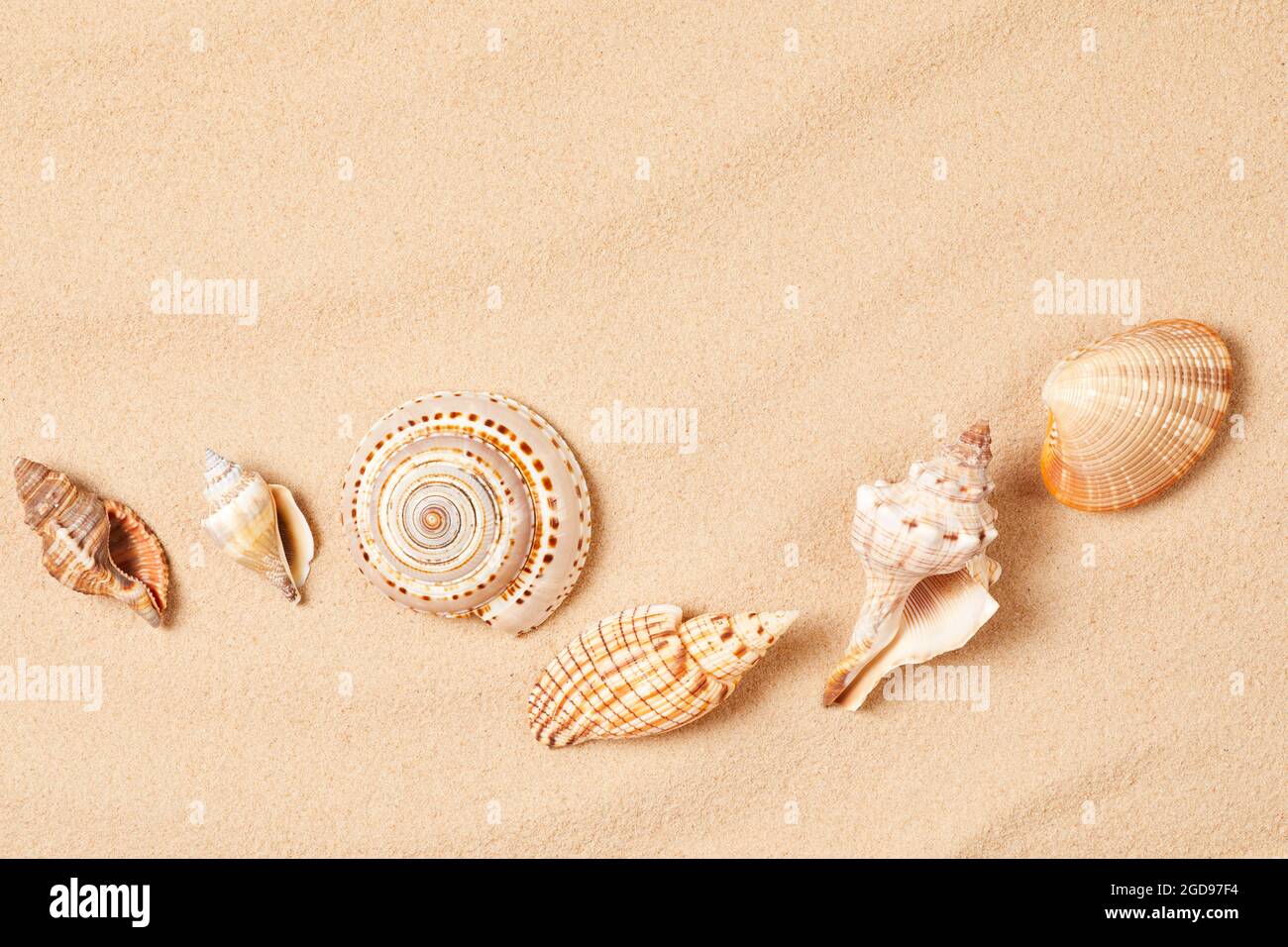Beige seashells hi-res stock photography and images - Alamy