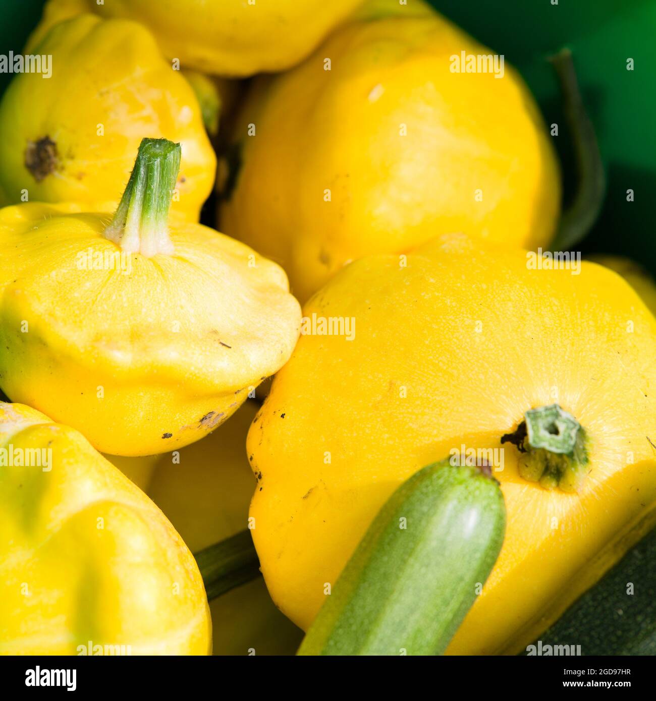 Close-up of colourful yellow scallpop-shaped , summer squash/ Cucurbita ...